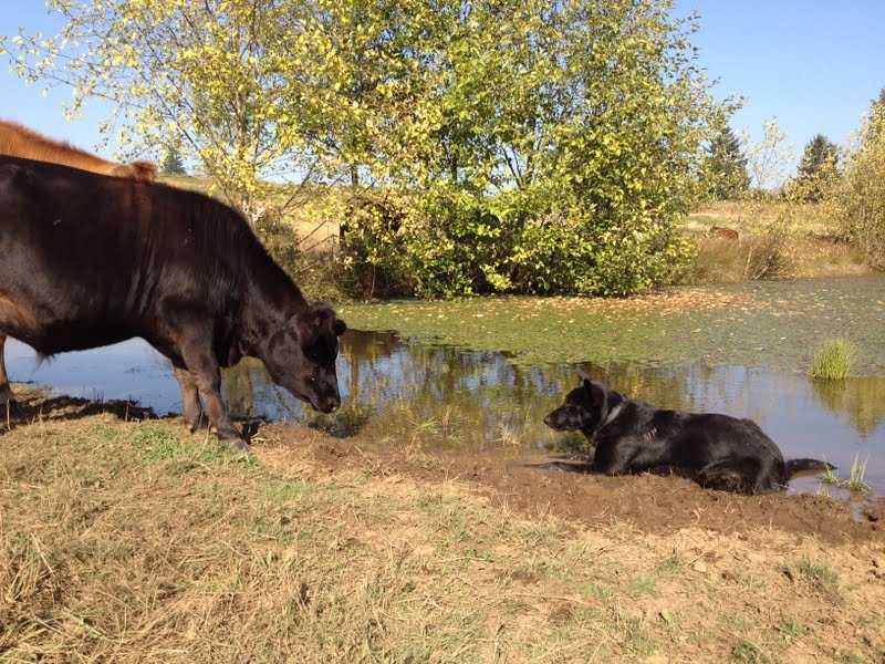 Gallery | Two Muddy Dogs